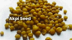 "Akpi Seed: Unlocking The Health Benefits And Culinary Uses"