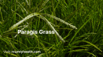 Health Benefits Of Paragis Grass
